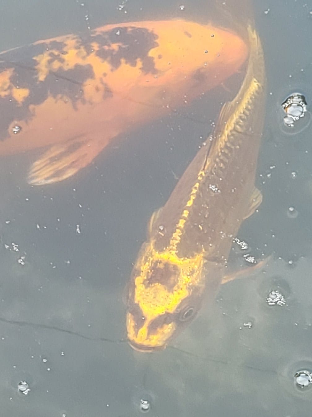 Fish Around