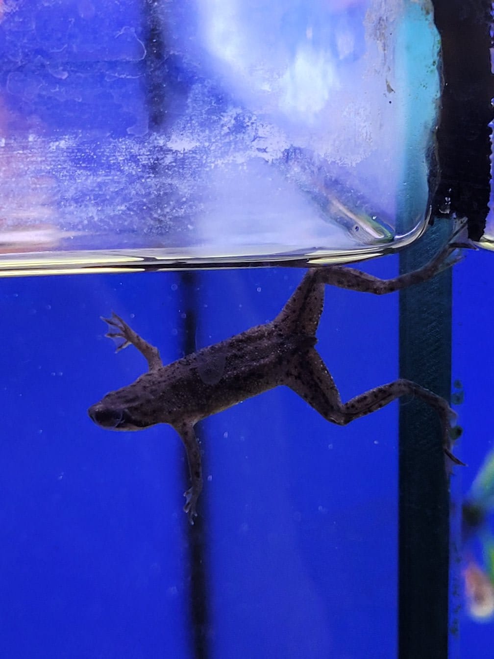 Fish Around