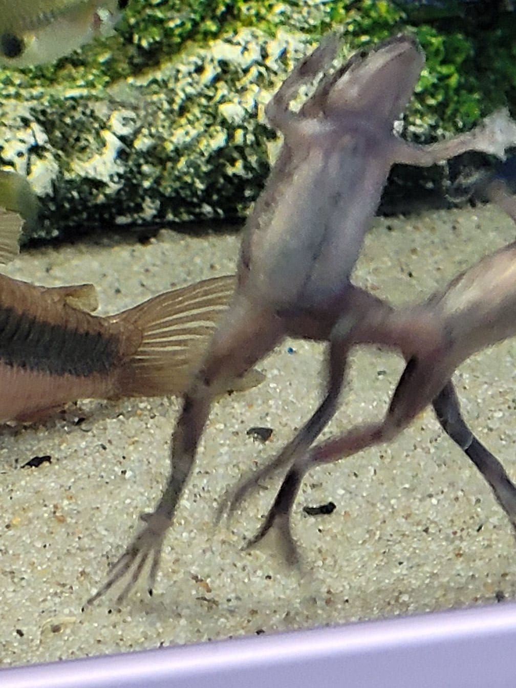 Fish Around