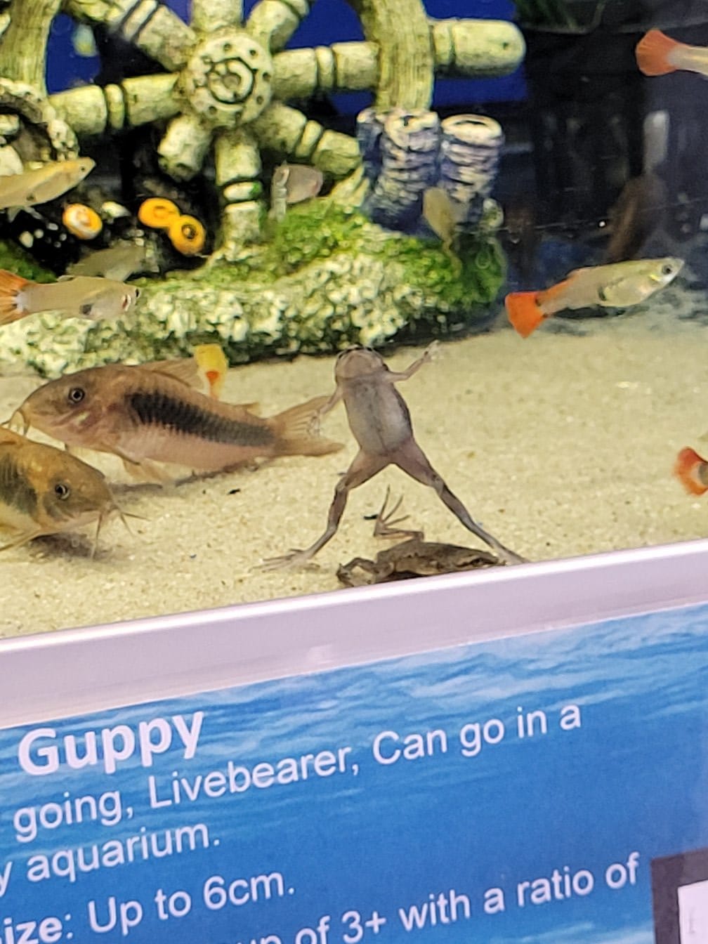 Fish Around